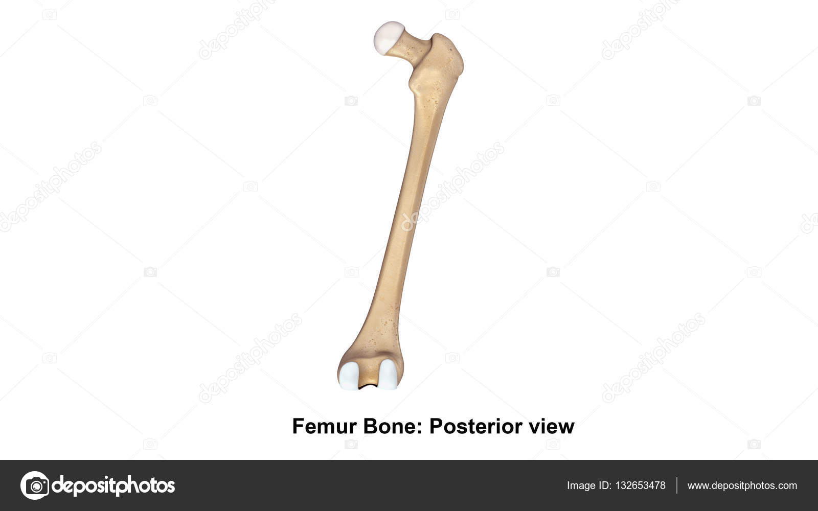 Hueso de fémur humano: fotografía de stock © sciencepics #132653478 ...
