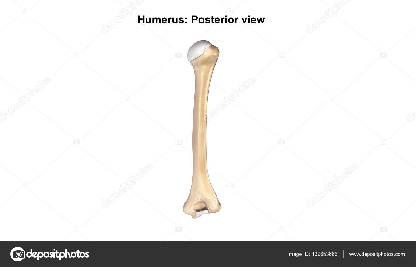 Inferior Distal de húmero: fotografía de stock © sciencepics #132653666 ...