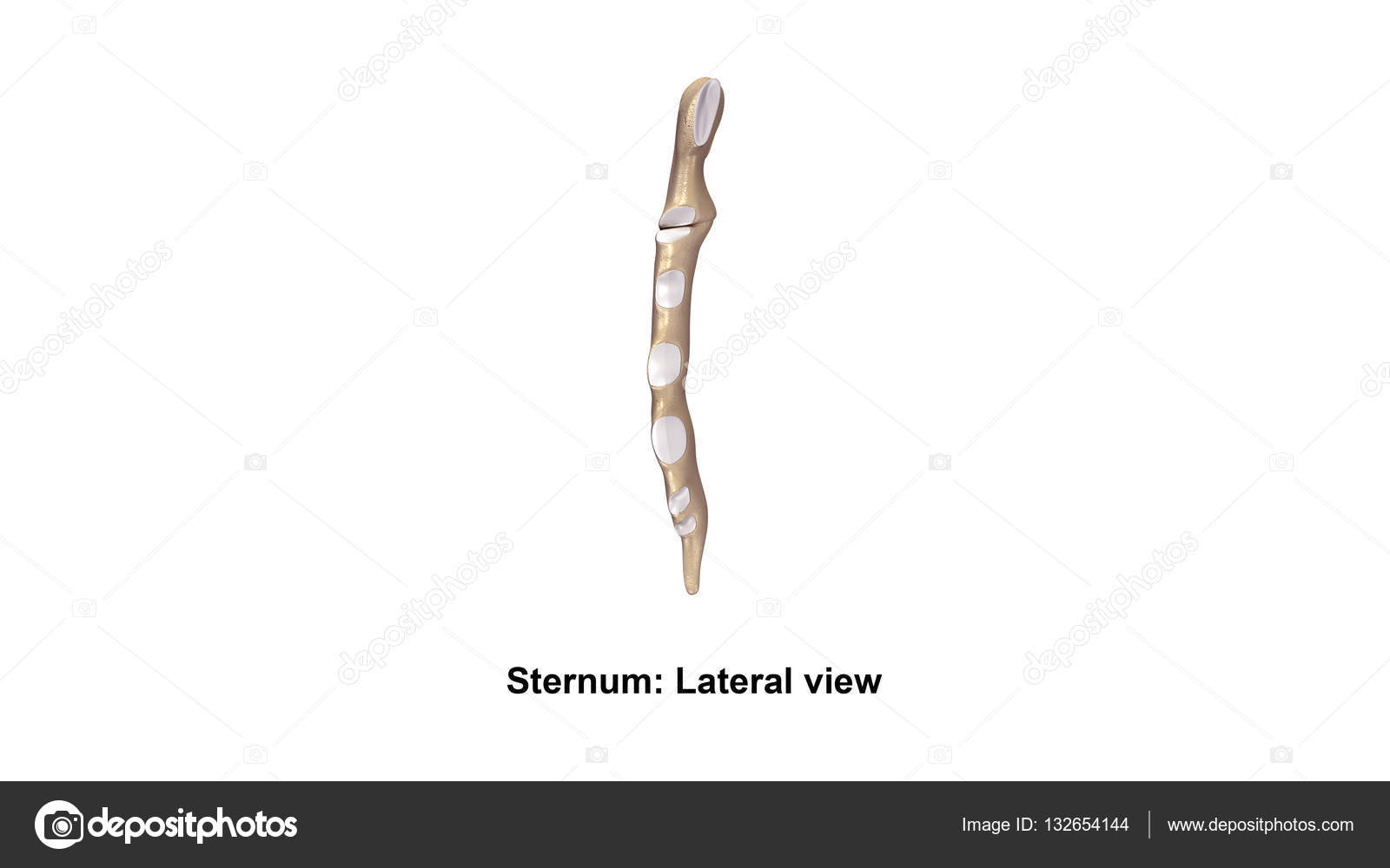 Human Sternum bone — Stock Photo © sciencepics #132654144