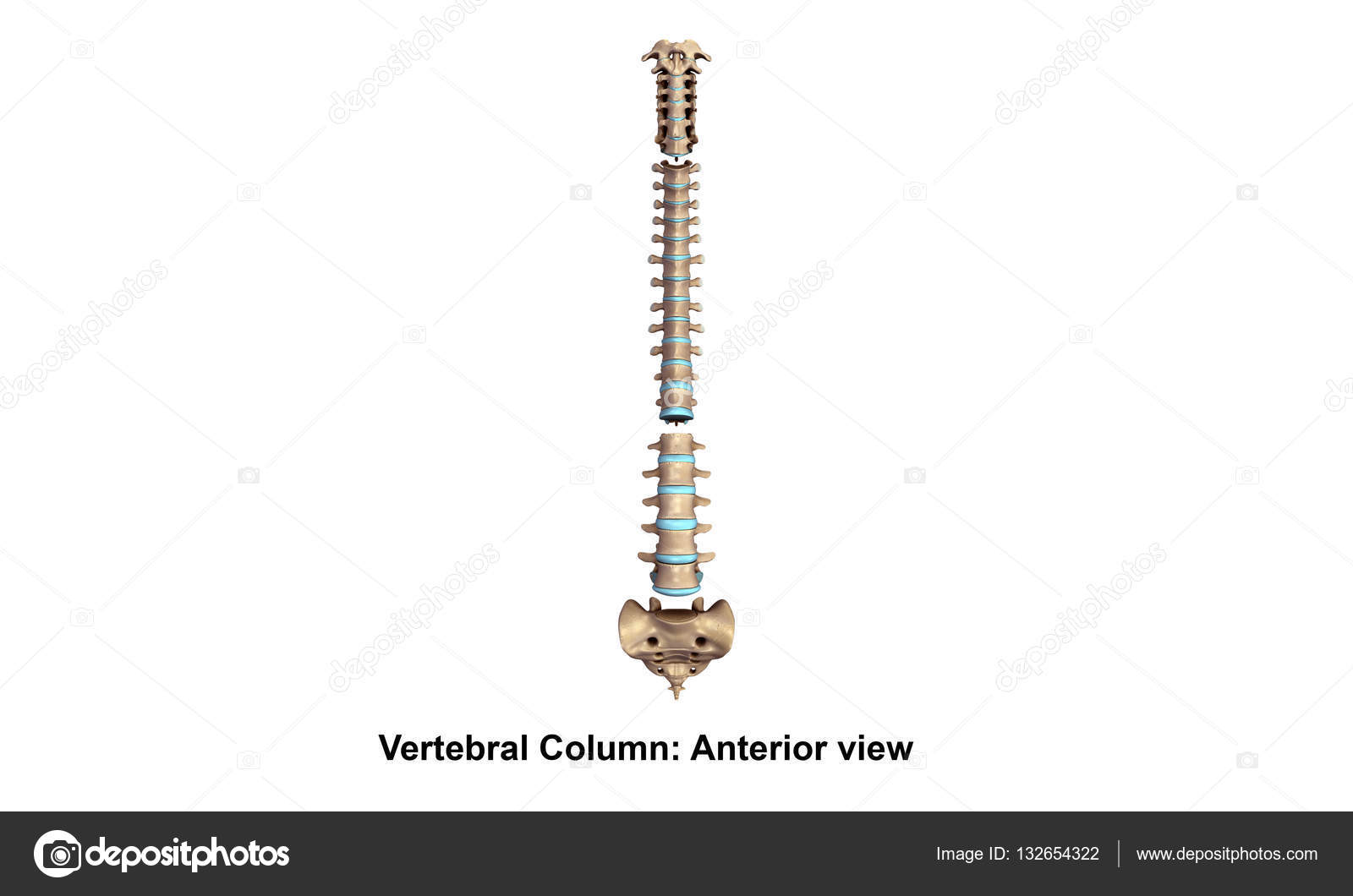 Vertebral Column Lateral — Stock Photo © sciencepics #132654322