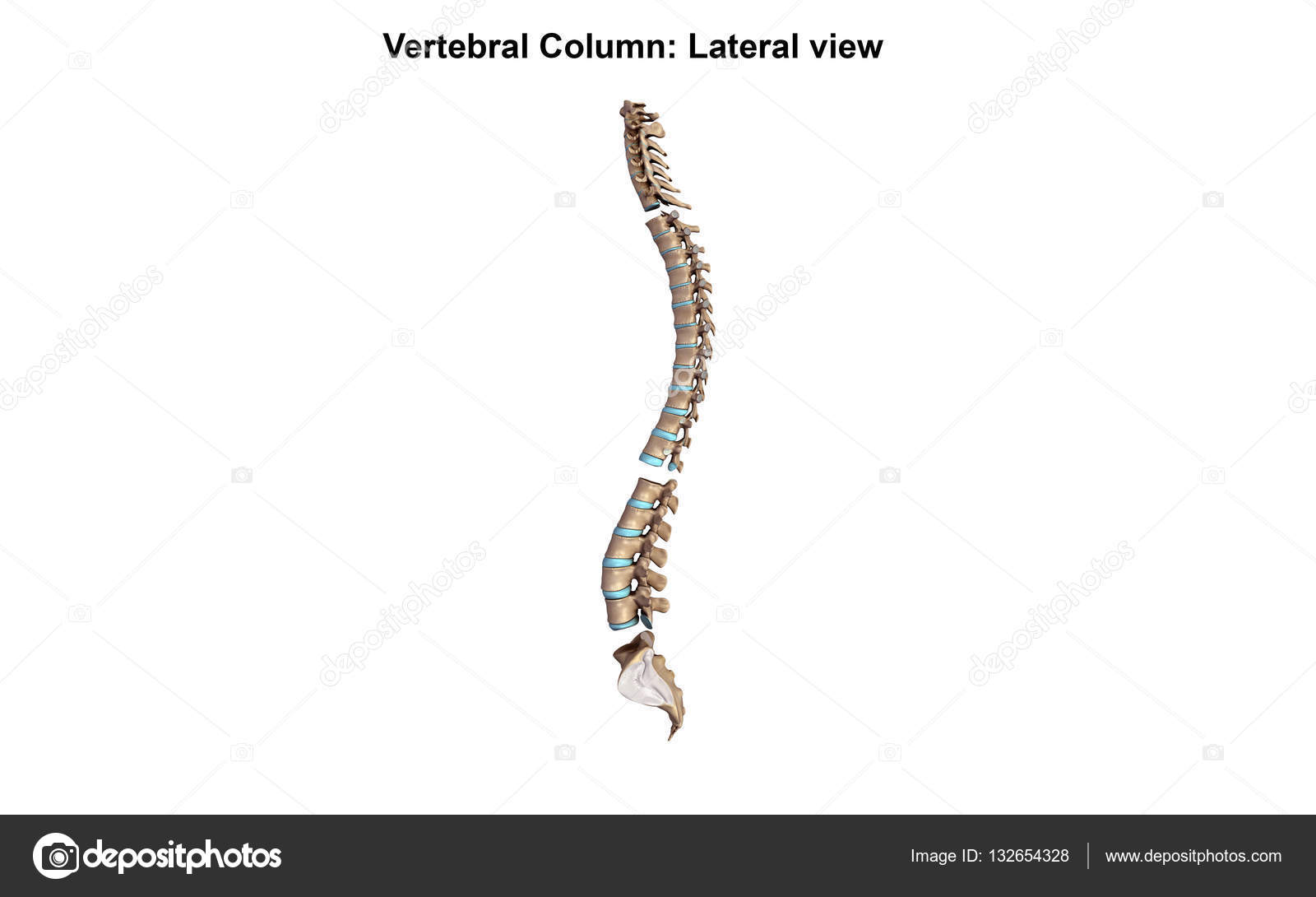 Vertebral Column Lateral — Stock Photo © sciencepics #132654328