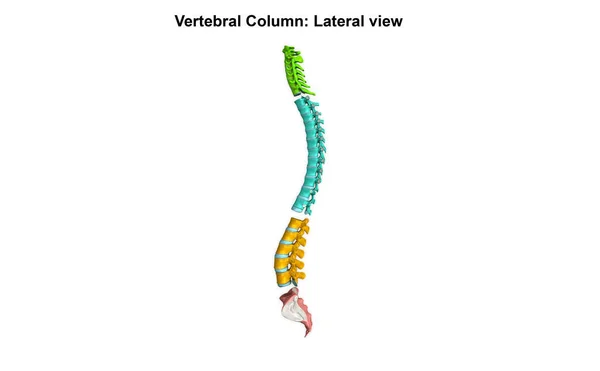 Vertebral Column Lateral — Stock Photo © sciencepics #132654328