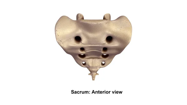 Sacrum Unlabeled