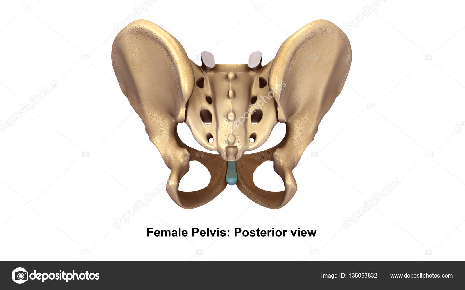 Esqueleto de pelvis humana Ilustración de archivo de ©sciencepics ...