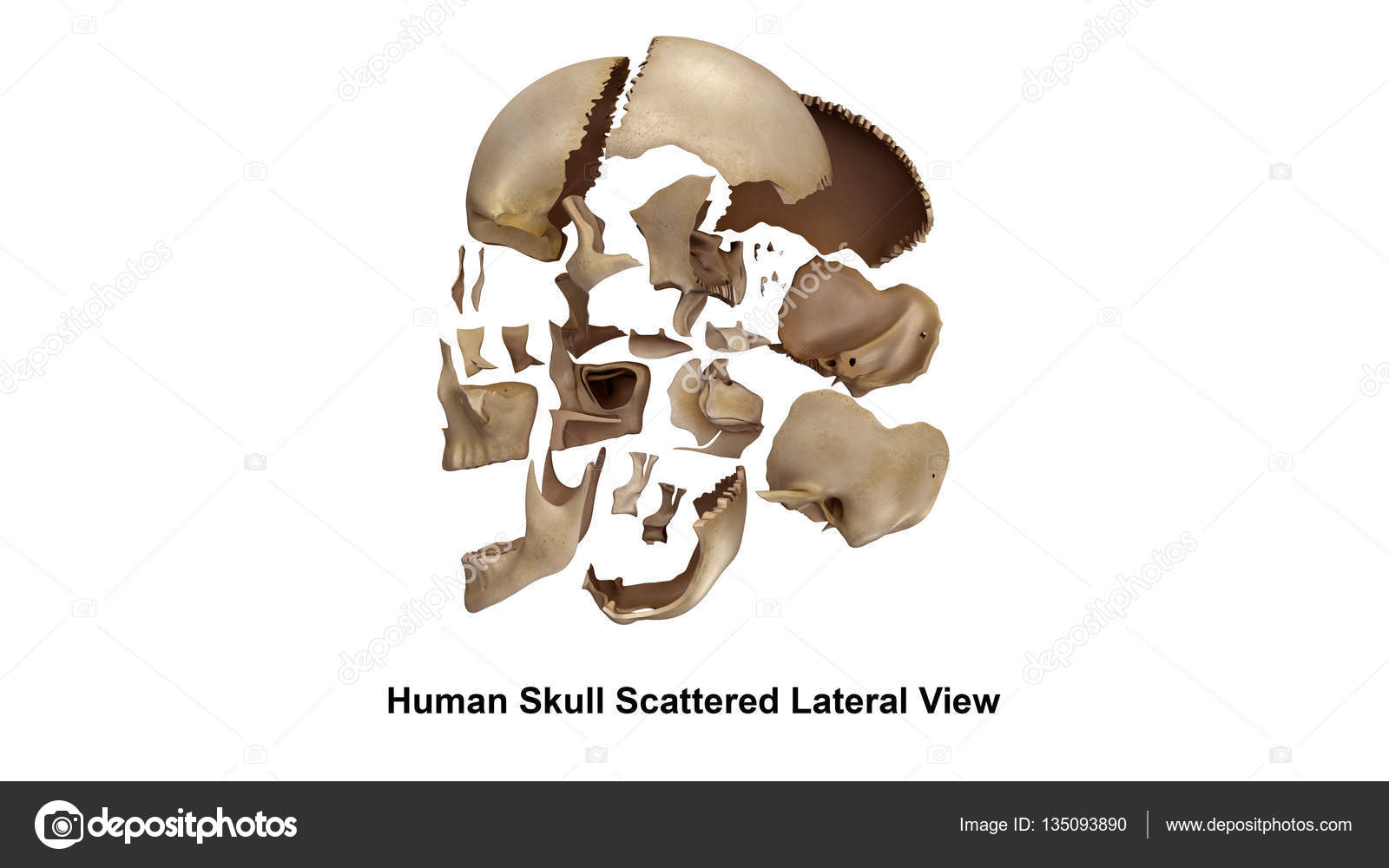 Human skull view — Stock Photo © sciencepics #135093890
