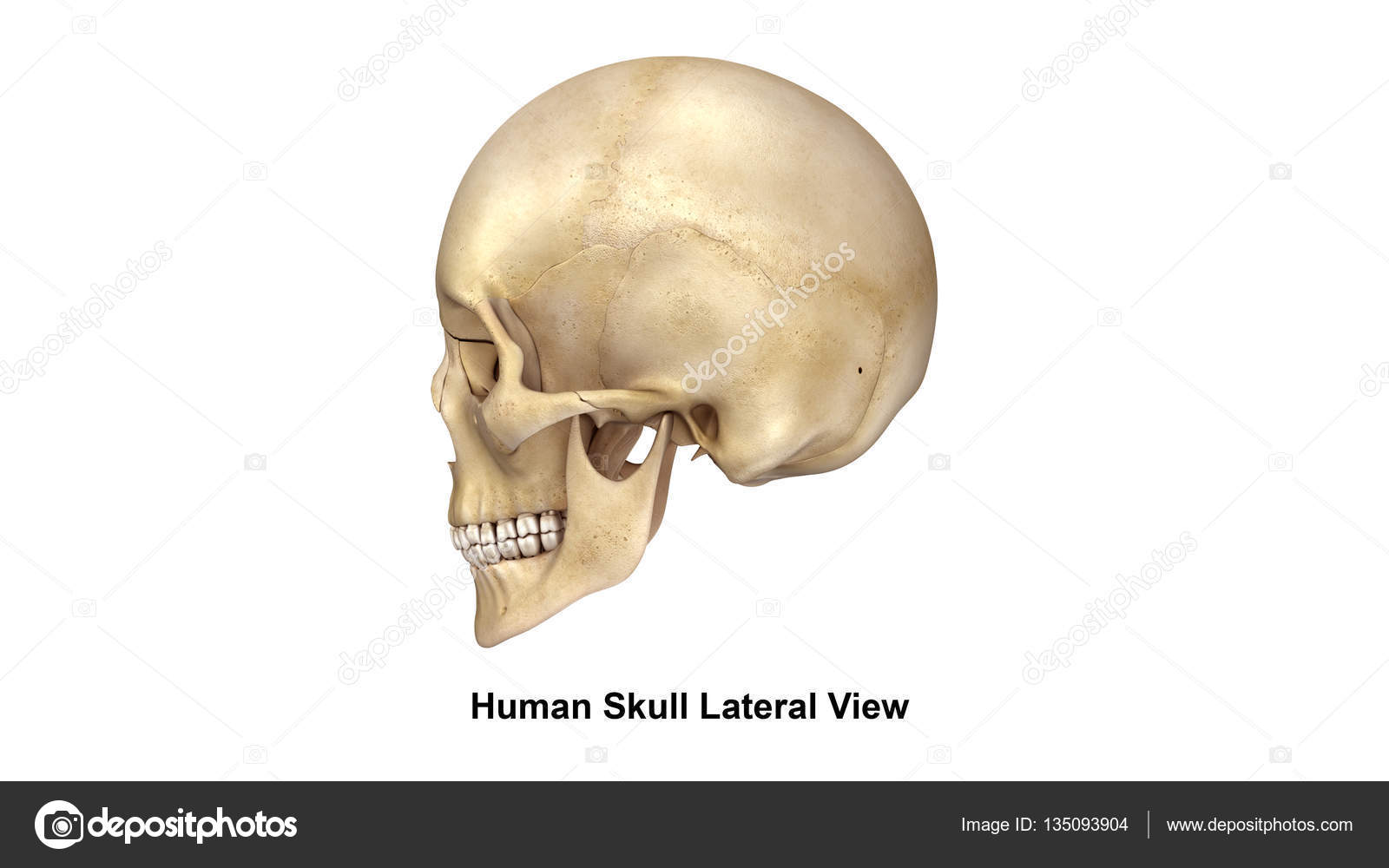 Human skull view — Stock Photo © sciencepics #135093904