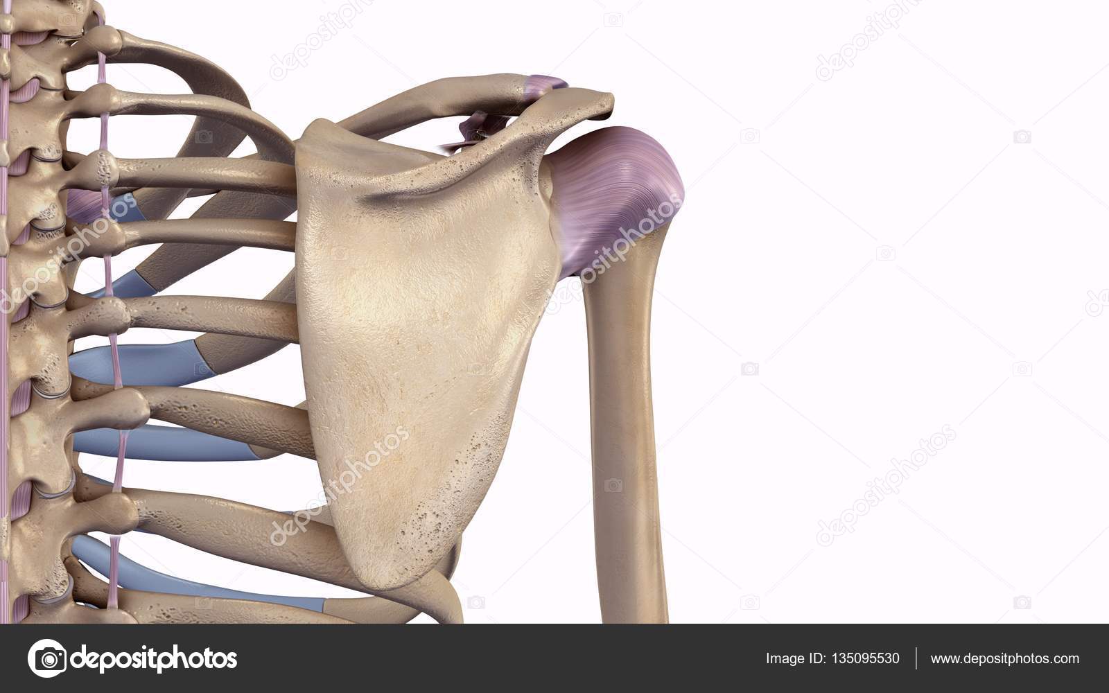 Scapula with ligaments Stock Photo by ©sciencepics 135095530
