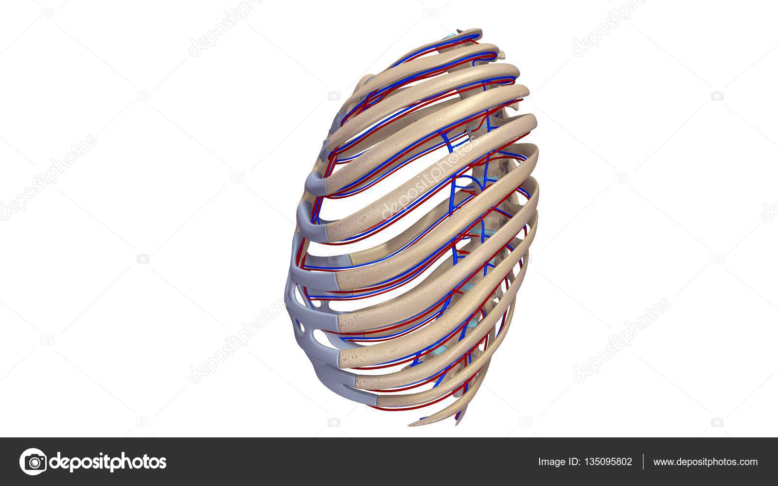 Ribson white background — Stock Photo © sciencepics #135095802