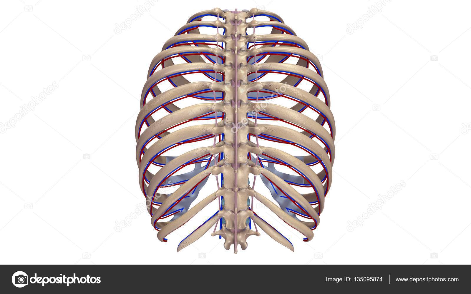 Ribs with Ligments and nerves Stock Photo by ©sciencepics 135095874