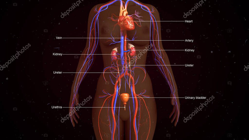 Picture: excretory system | Human Excretory system — Stock Photo ...