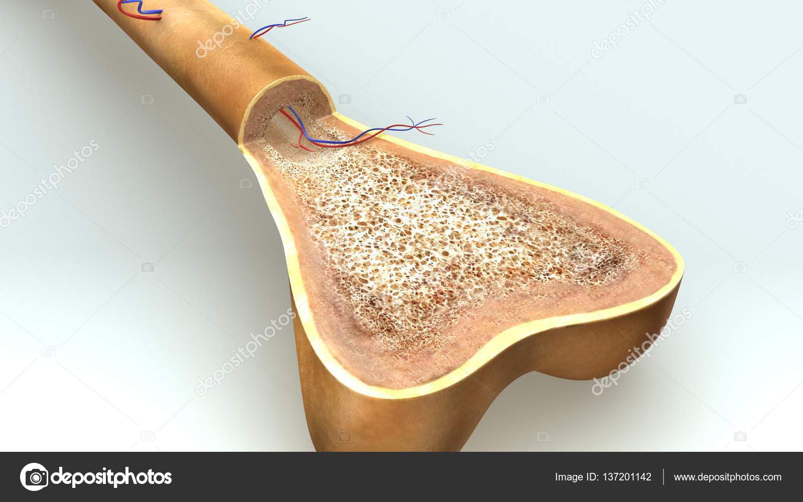 Bone Anatomy illustration — Stock Photo © sciencepics #137201142