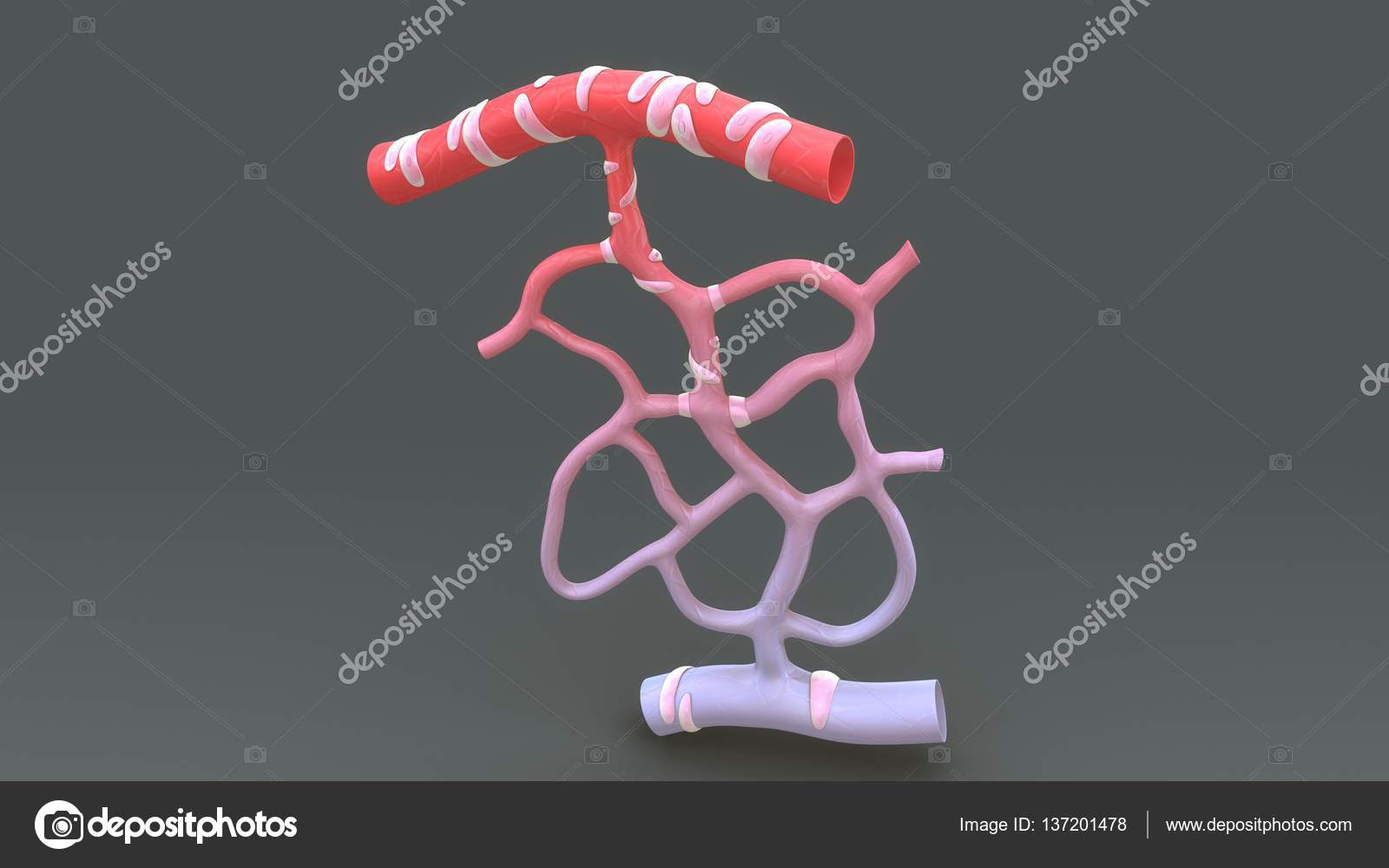 Capillaries Diffusion illustration — Stock Photo © sciencepics #137201478