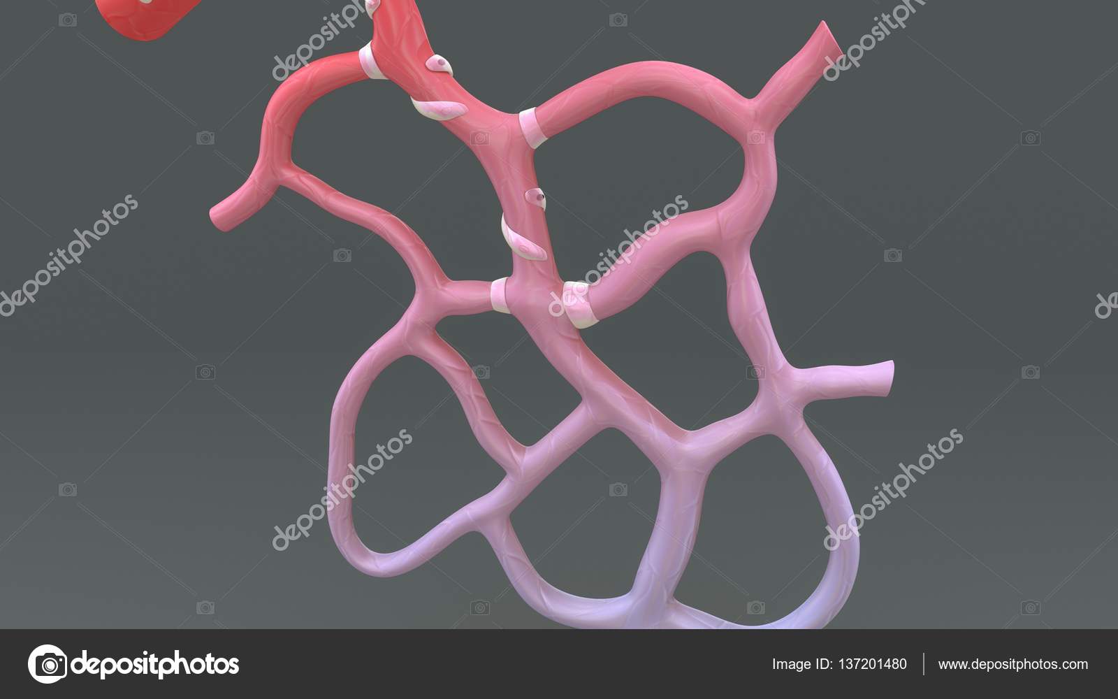 Capillaries Diffusion illustration — Stock Photo © sciencepics #137201480