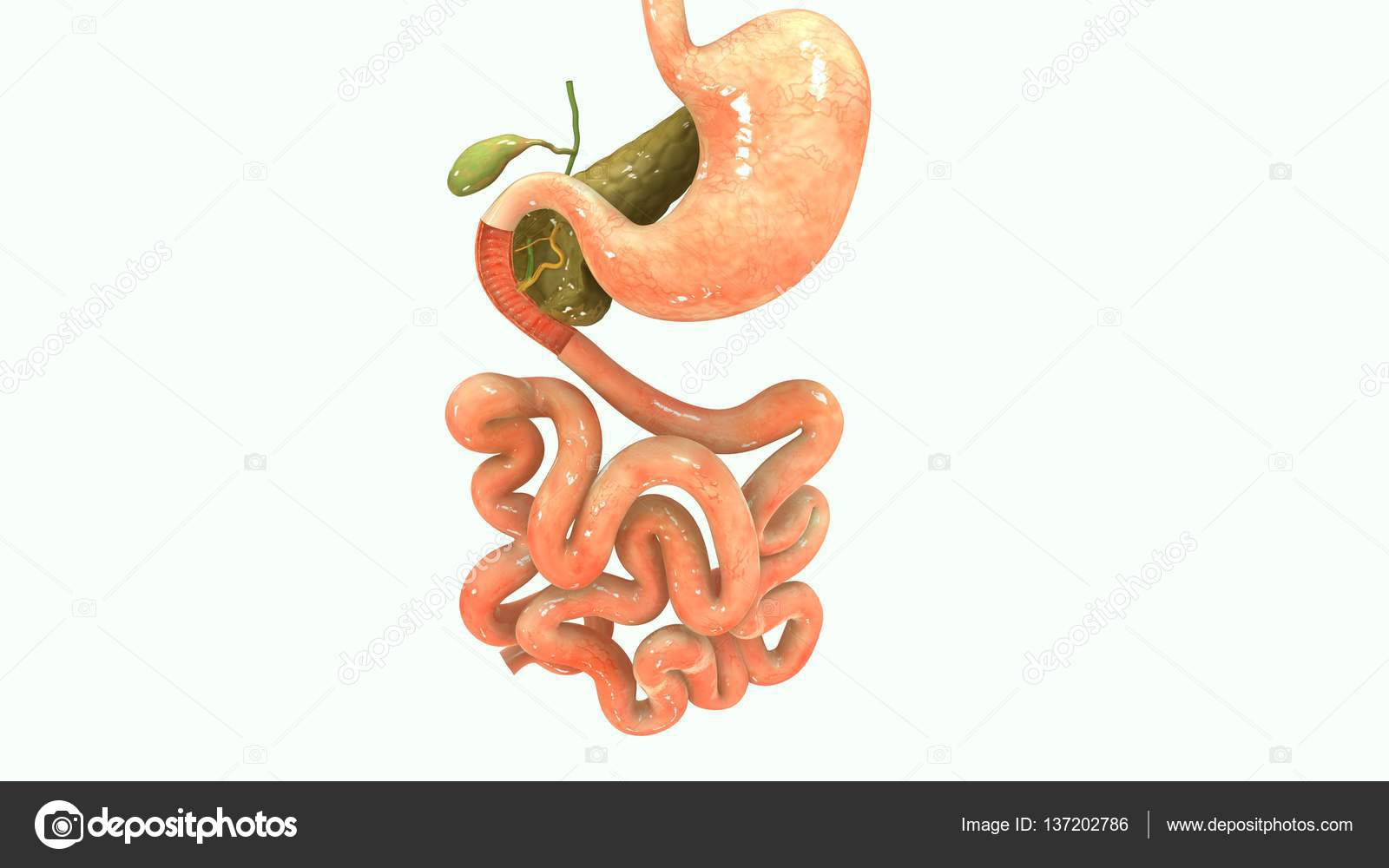 Human Pancreas illustration Stock Photo by ©sciencepics 137202786