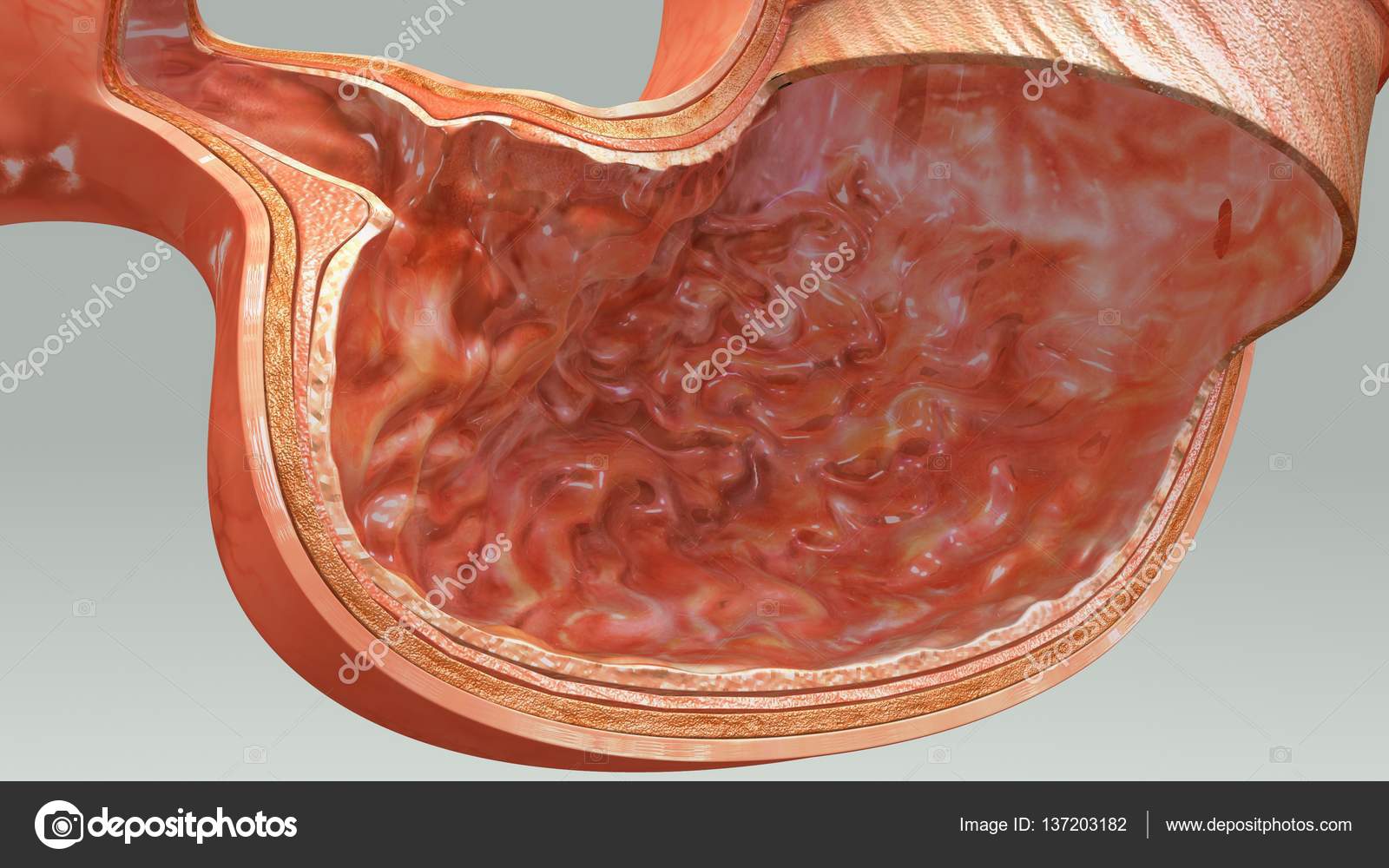 3d Stomach layers — Stock Photo © sciencepics #137203182