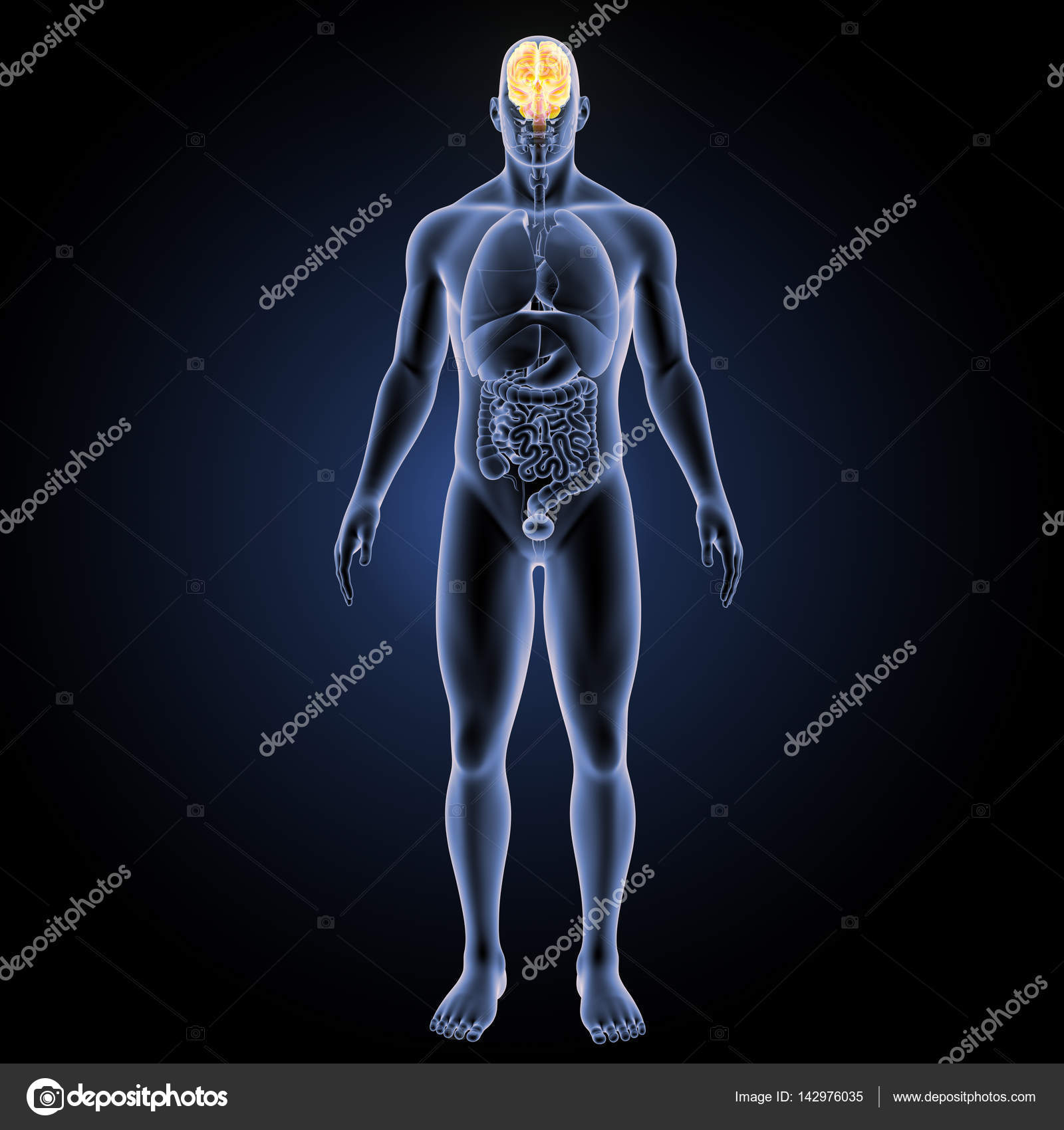 Human brain anterior view Stock Photo by ©sciencepics 142976035