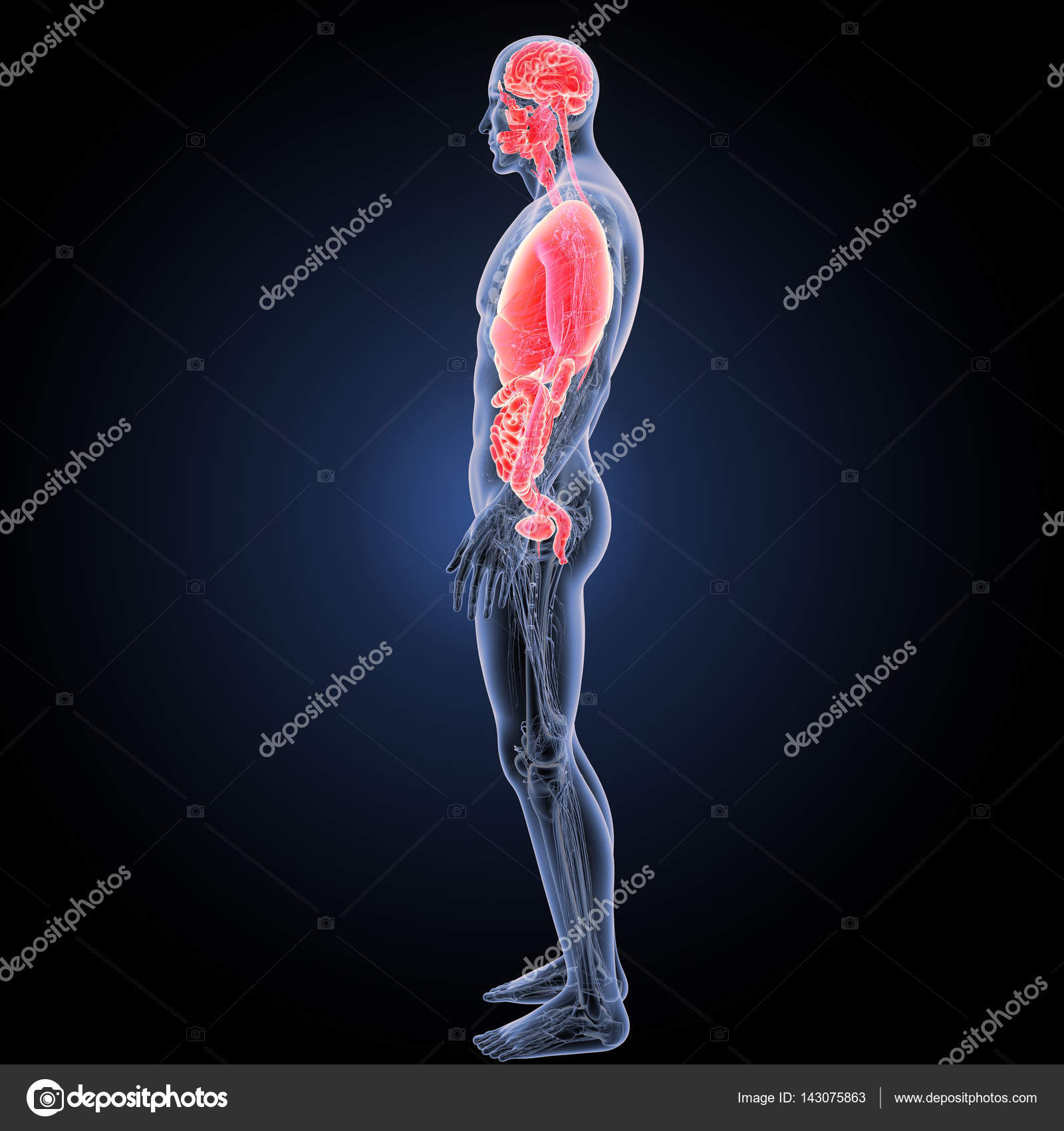 Pandangan lateral Organ Manusia — Foto Stok © sciencepics #143075863