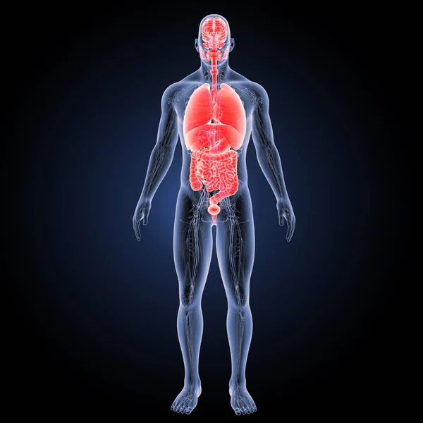 Human Organs — Stock Photo © sciencepics #67810923