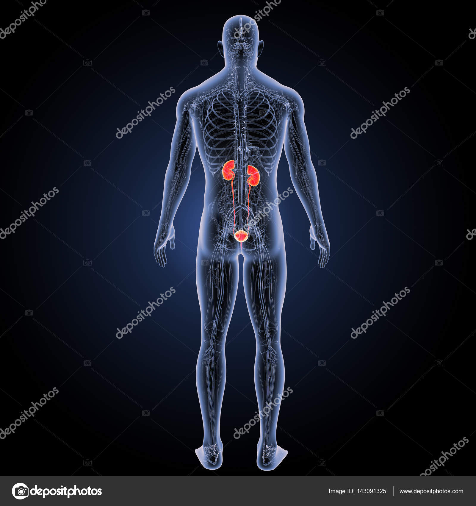 Urinary system posterior view Stock Photo by ©sciencepics 143091325
