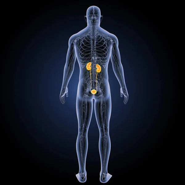 Urinary system posterior view Stock Photo by ©sciencepics 143091325