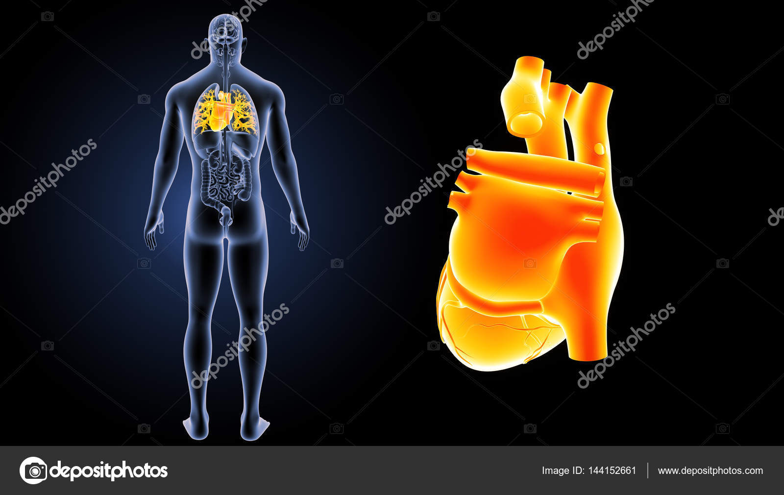 Human Heart View Stock Photo by ©sciencepics 144152661