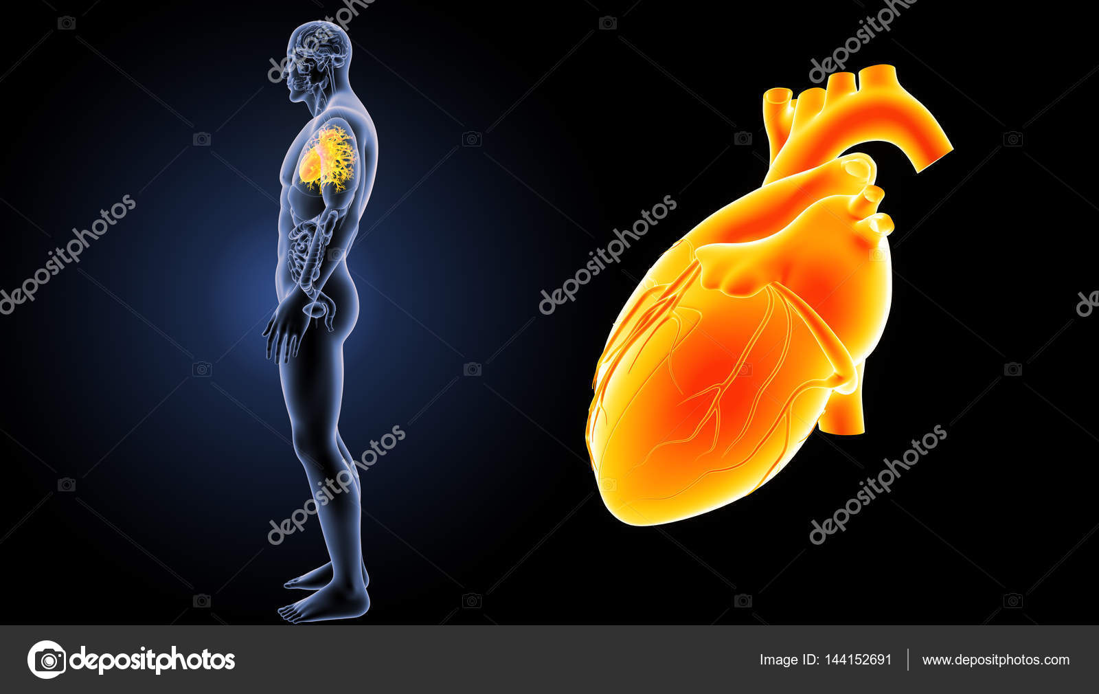 Human Heart View Stock Photo by ©sciencepics 144152691