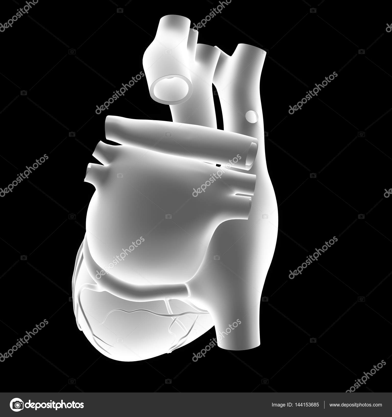 Human Heart View Stock Photo by ©sciencepics 144153685