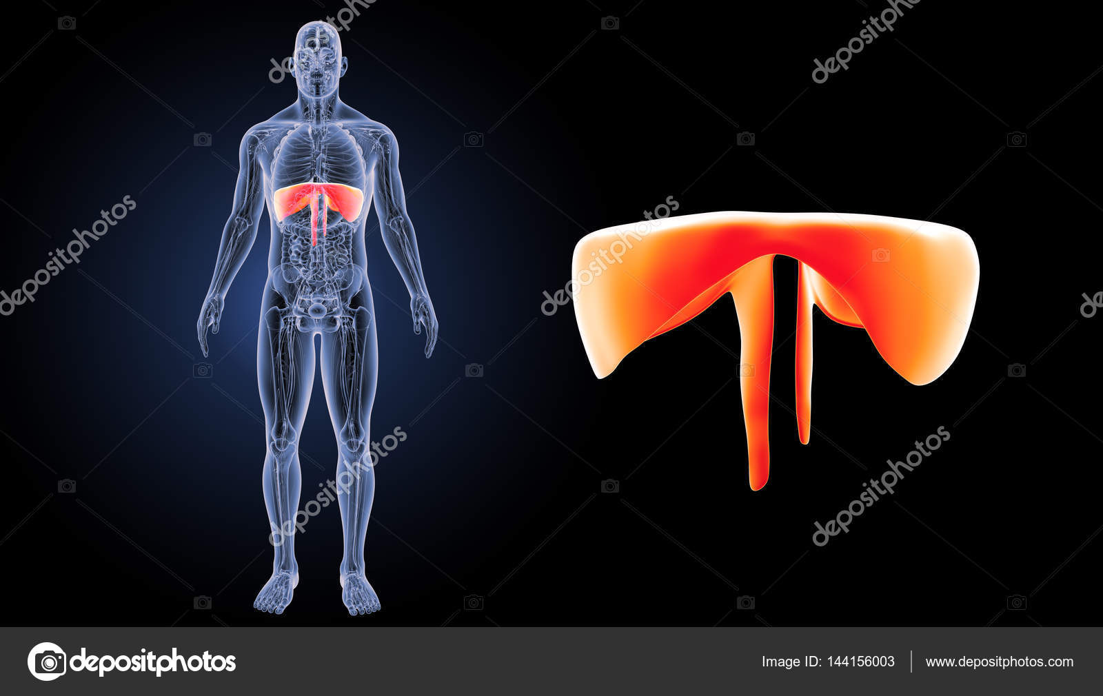 Human Diaphragm view Stock Photo by ©sciencepics 144156003