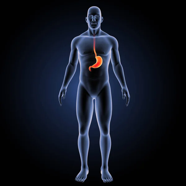 Real Healthy Human Stomach