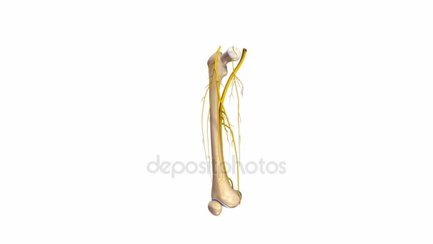 Femur Ligaments and Nerves Stock Video Footage by ©sciencepics #144623931