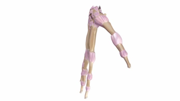 Palm Ligaments and Arteries — Stock Video © sciencepics #144636353