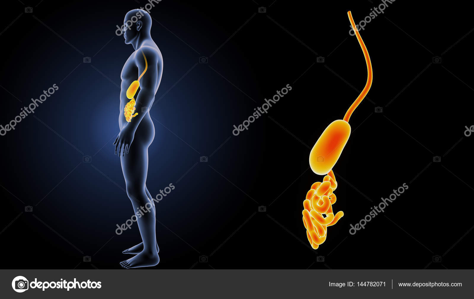 Human digestive system Stock Photo by ©sciencepics 144782071