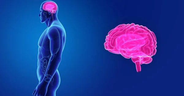 Brain with body anterior view — Stock Photo © sciencepics #145734511