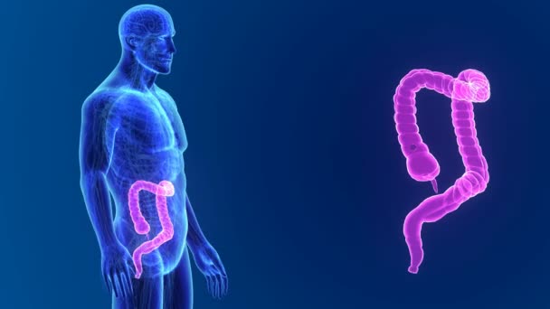 Large intestine anatomy Stock Photo by ©sciencepics 77468640