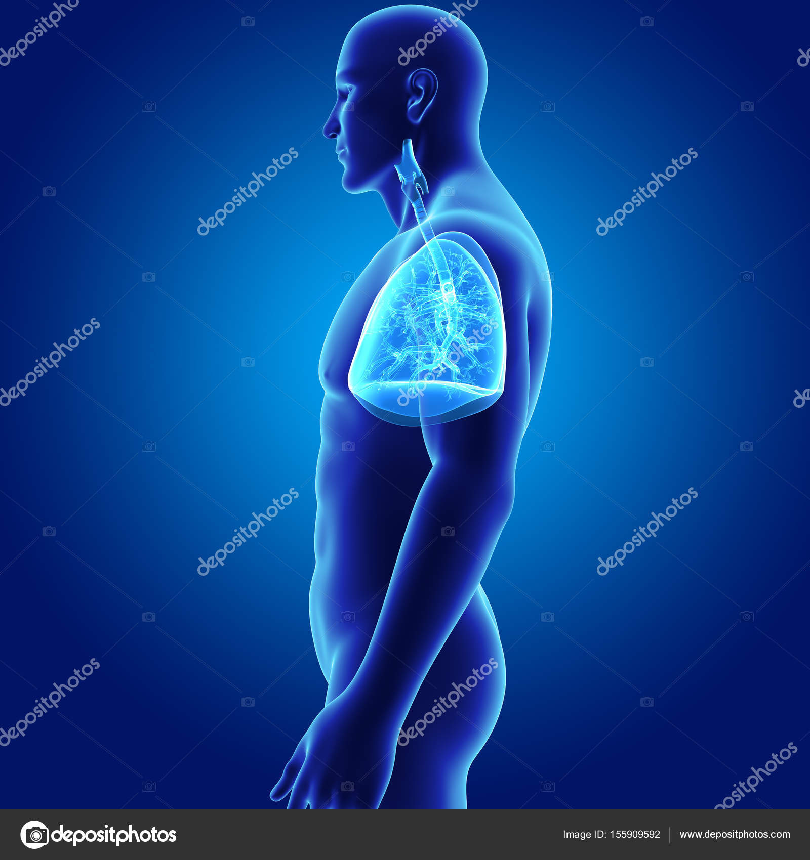 Lungs with body lateral view Stock Photo by ©sciencepics 155909592