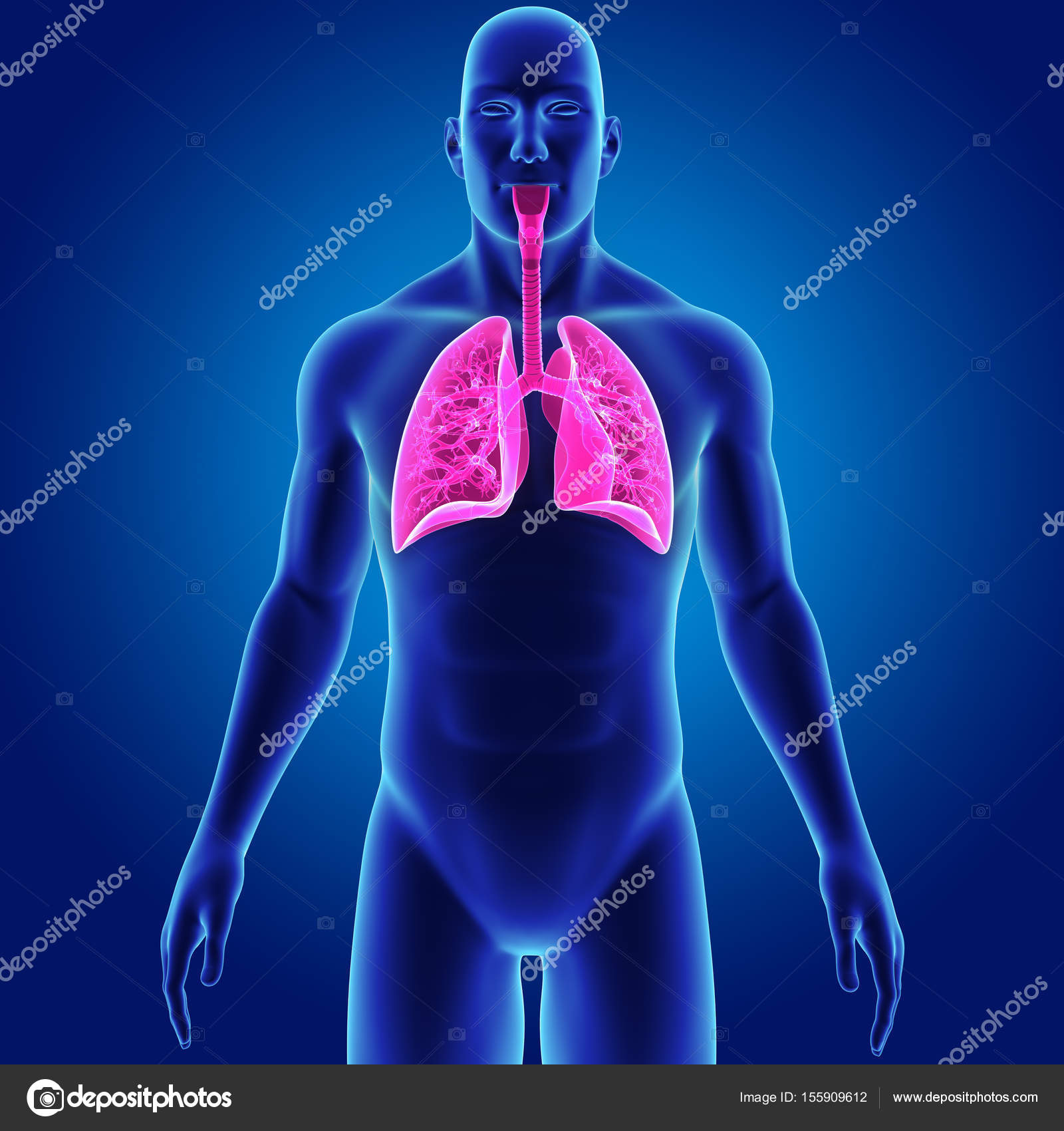 Fondo De Pantalla Pecho Y Pulmones