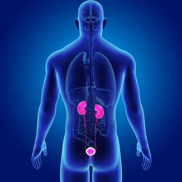 Urinary system with organs Stock Photo by ©sciencepics 155907492