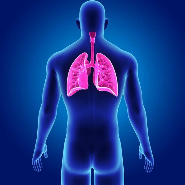 Photo: of lungs in body | Lungs with body posterior view — Stock Photo ...