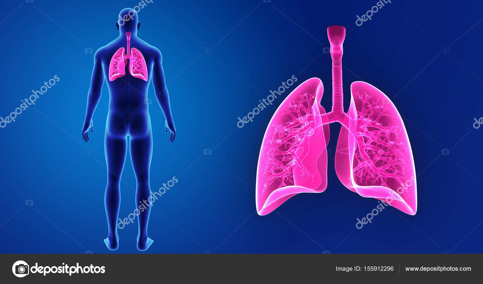 Lungs zoom with body — Stock Photo © sciencepics #155912296