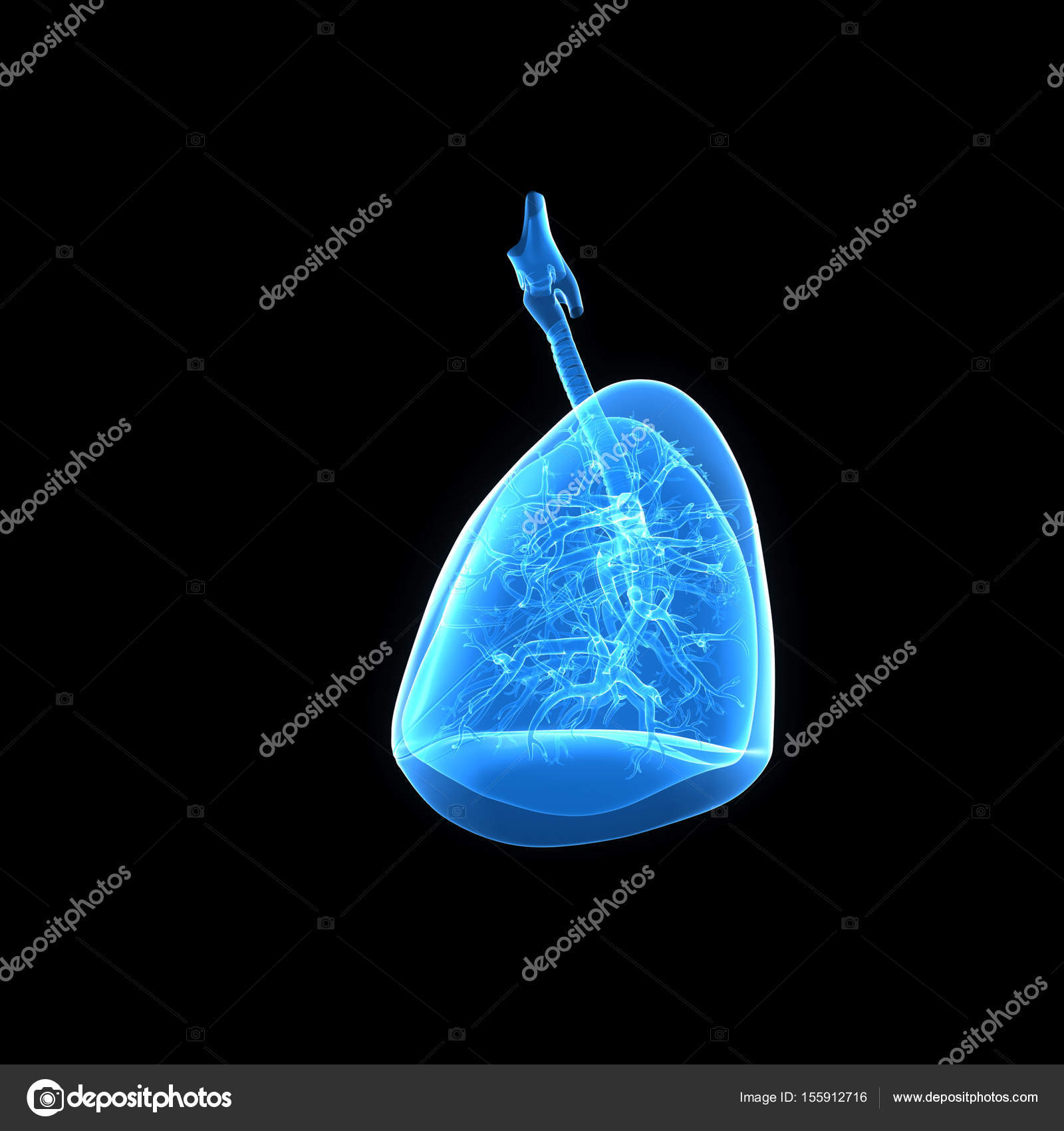 Lungs lateral view — Stock Photo © sciencepics #155912716