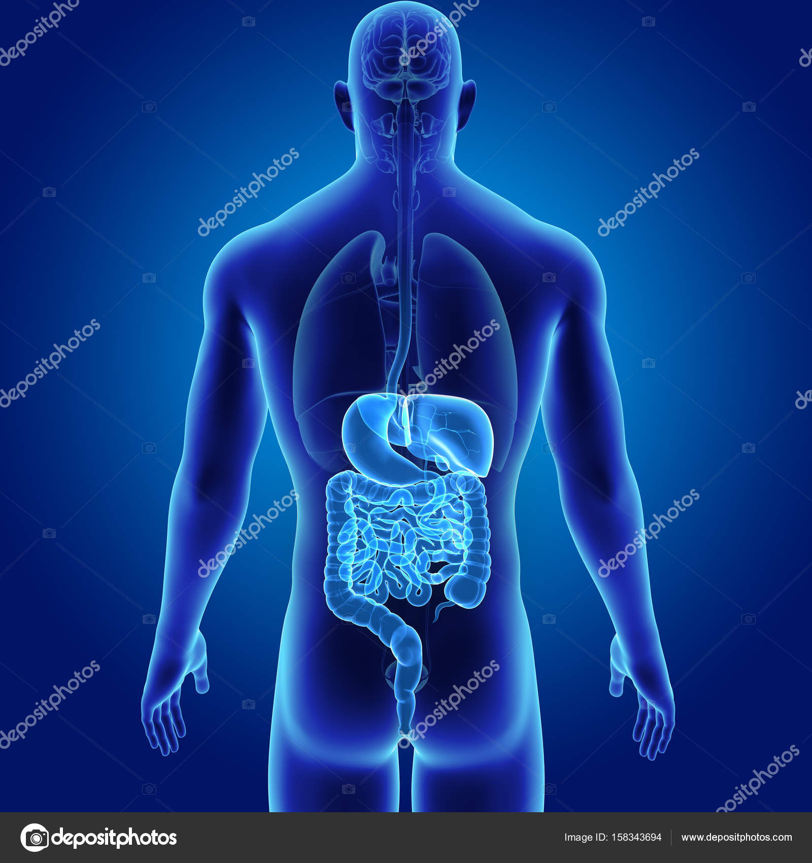 Digestive system with organs Stock Photo by ©sciencepics 158343694