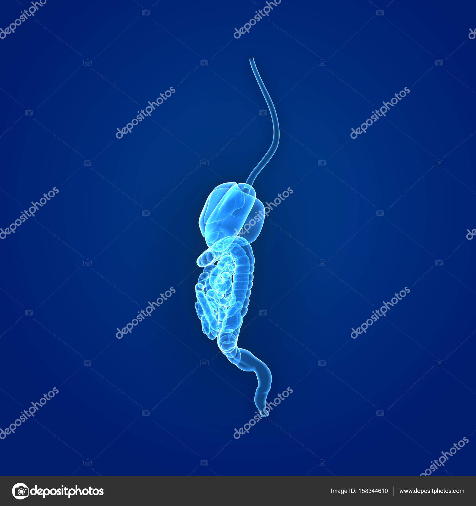 Digestive system lateral view Stock Photo by ©sciencepics 158344610