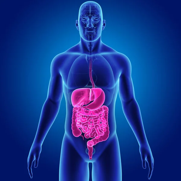 Gut diagram Stock Photos, Royalty Free Gut diagram Images | Depositphotos