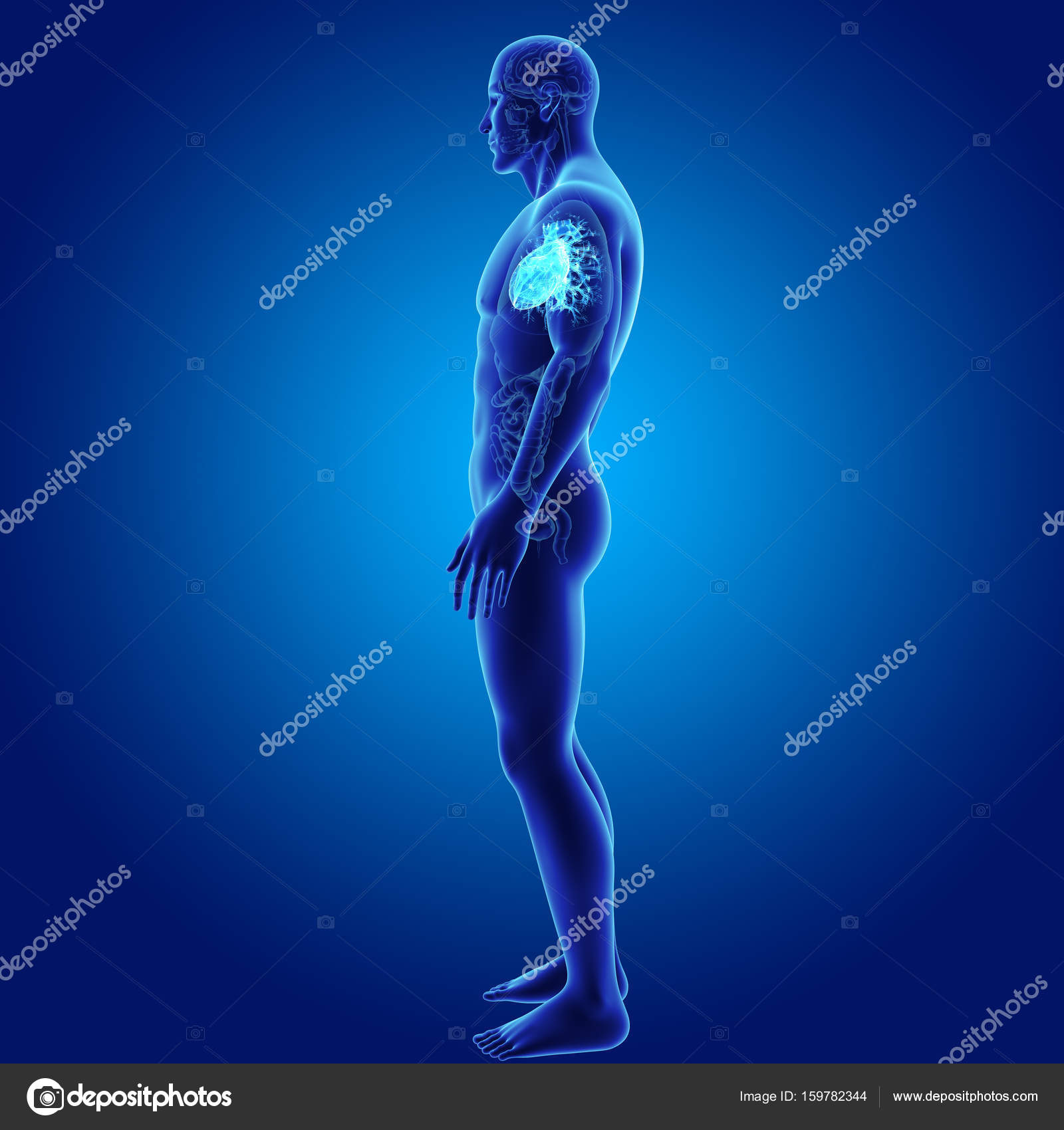 Heart with organs lateral view Stock Photo by ©sciencepics 159782344