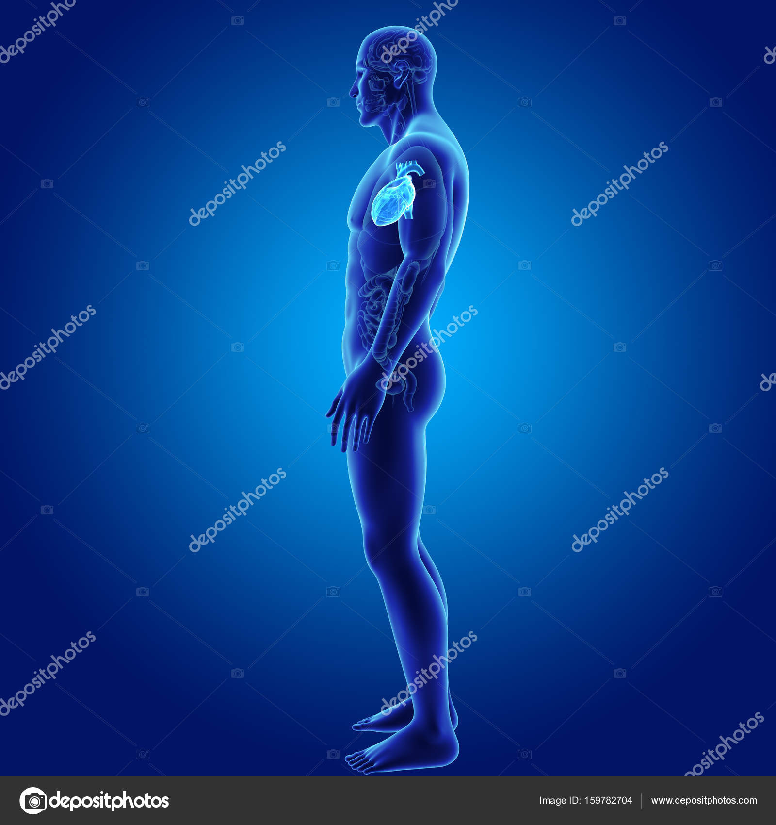 Heart with organs lateral view Stock Photo by ©sciencepics 159782704