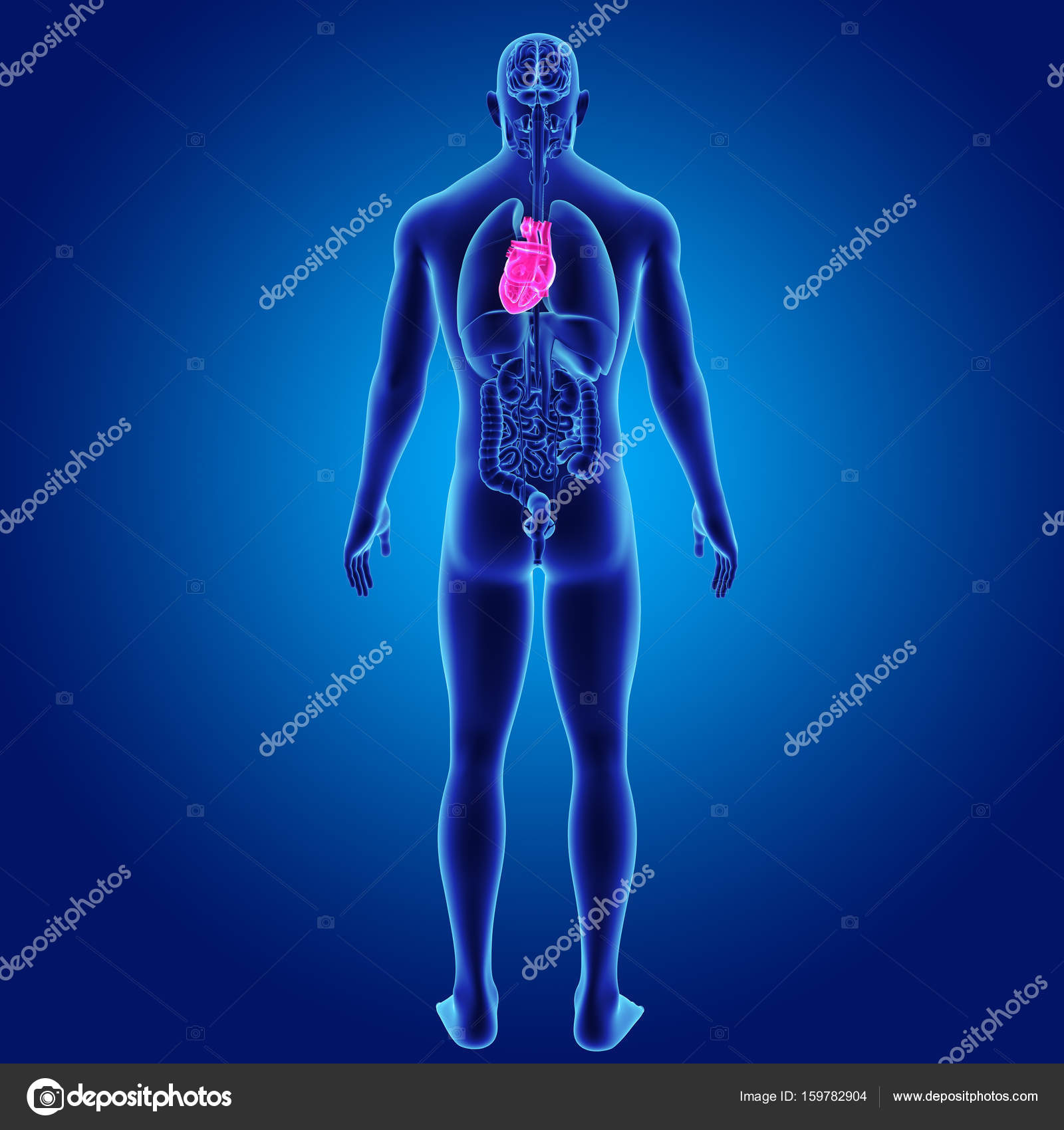 Heart with organs posterior view Stock Photo by ©sciencepics 159782904