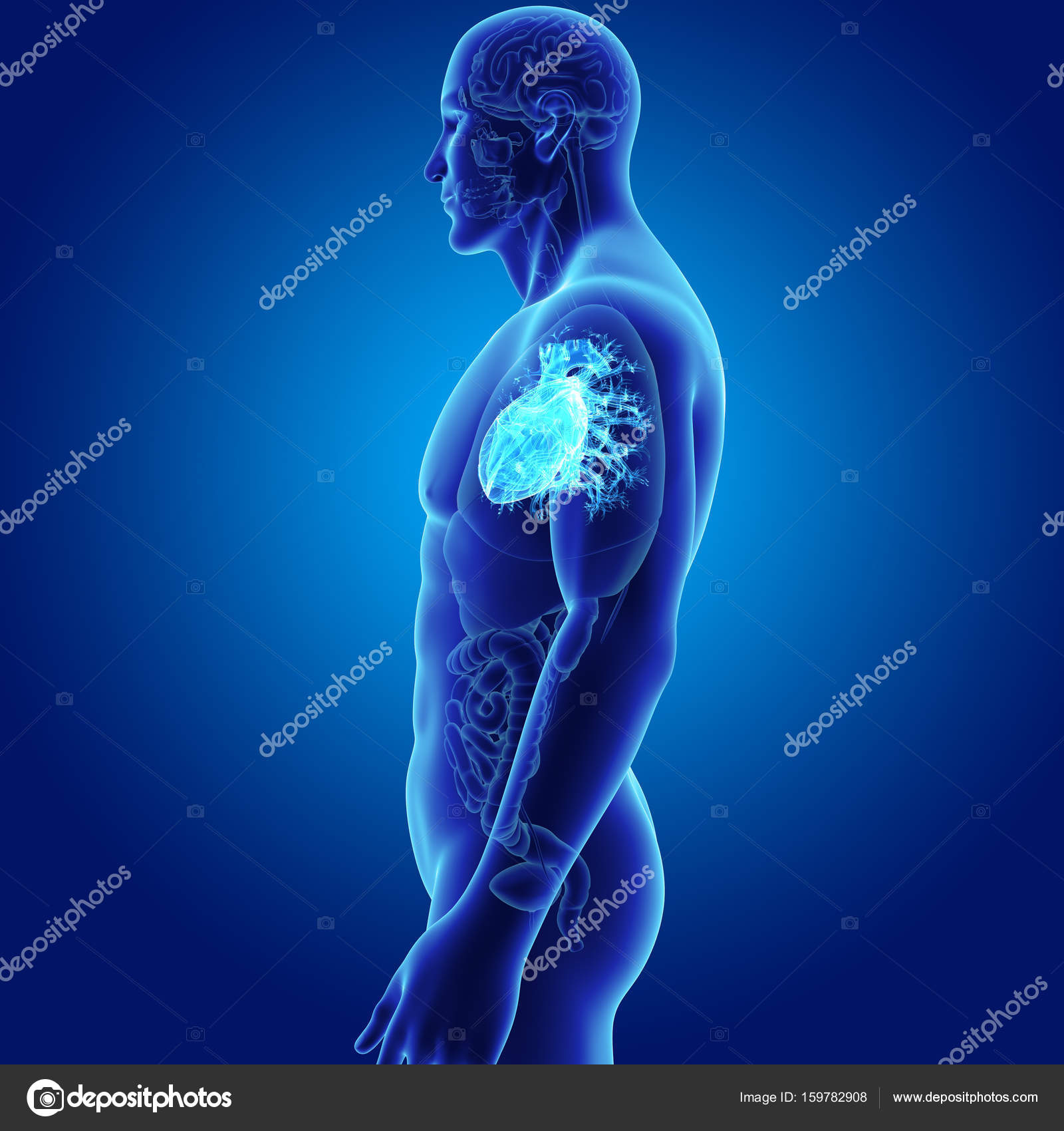 Heart with organs lateral view Stock Photo by ©sciencepics 159782908