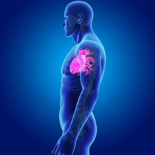 Heart with organs lateral view Stock Photo by ©sciencepics 159782908