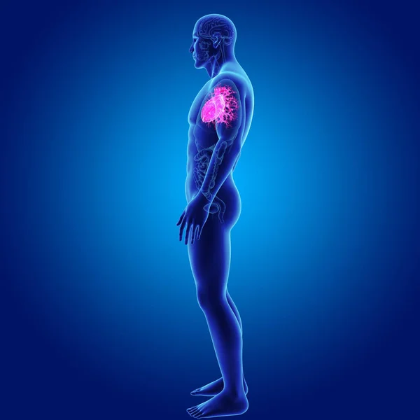 Heart with organs lateral view Stock Photo by ©sciencepics 159782704