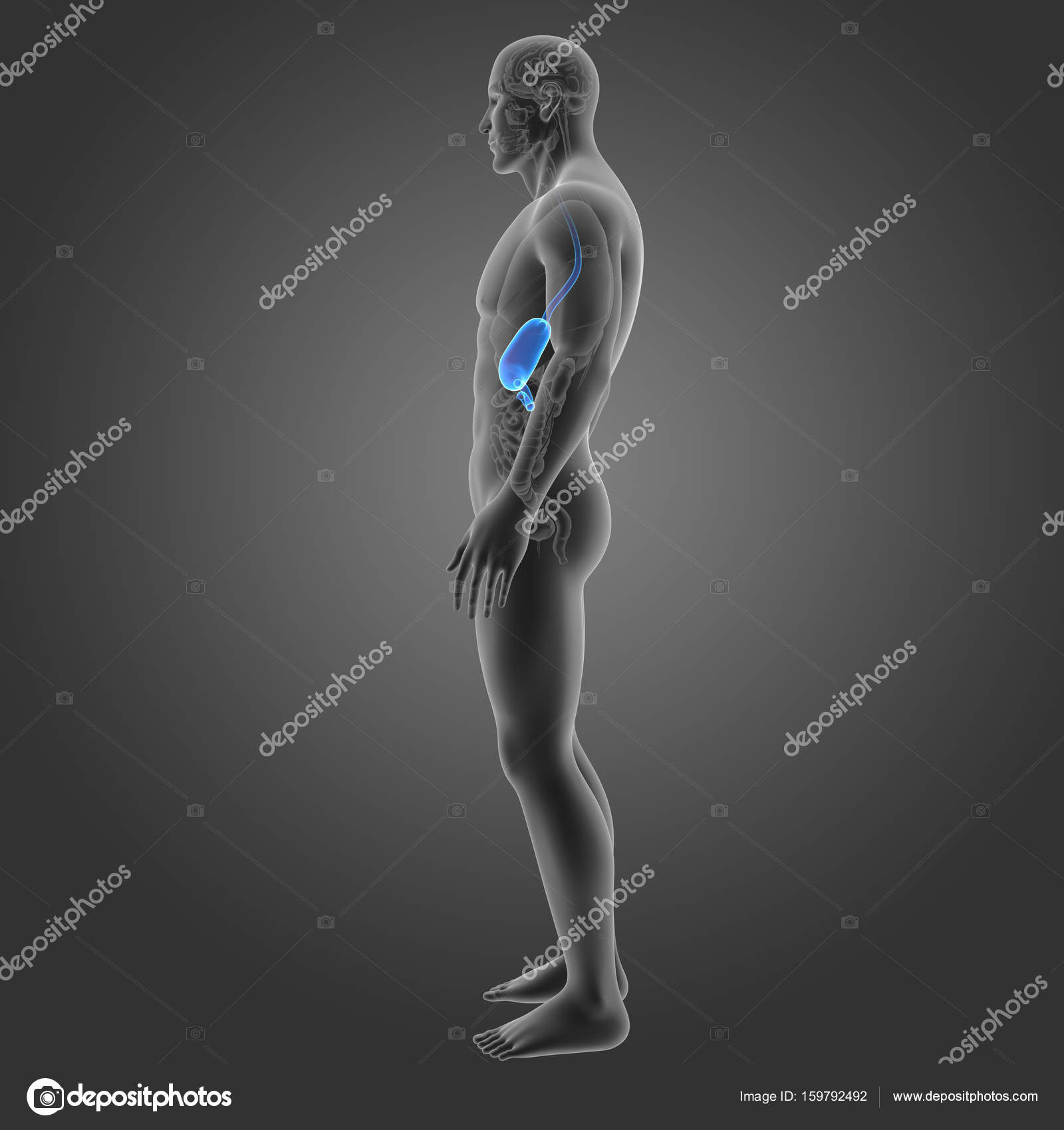 Stomach with organs lateral view Stock Photo by ©sciencepics 159792492